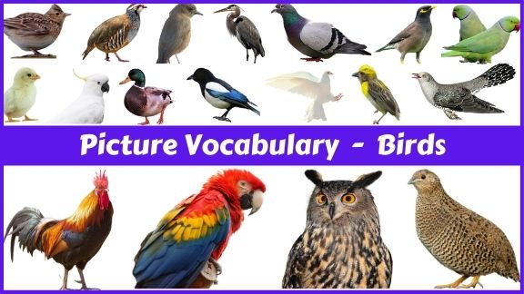 40 Bird names with pictures in English - Learn Entry