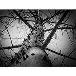 22 Trees names with pictures in English - Learn Entry