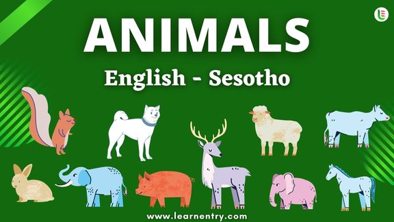 Animals names in Sesotho and English - Common Sesotho Vocabulary