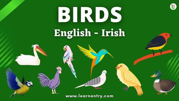 Birds names in Irish and English - Common Irish Vocabulary
