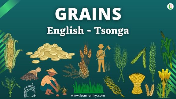 Grains names in Tsonga and English - Common Tsonga Vocabulary