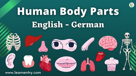 Human Body parts names in German and English - Common German Vocabulary